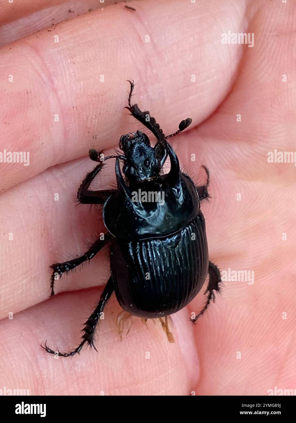 Minotaur Beetle (Typhaeus typhoeus Stock Photo - Alamy