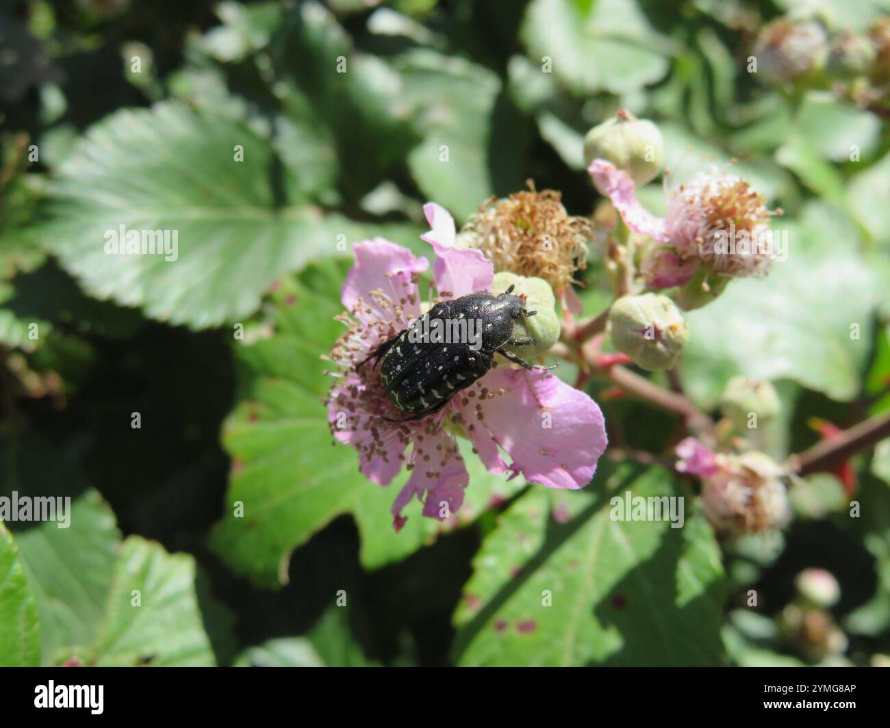 Mediterranean Spotted Chafer (Oxythyrea funesta Stock Photo - Alamy