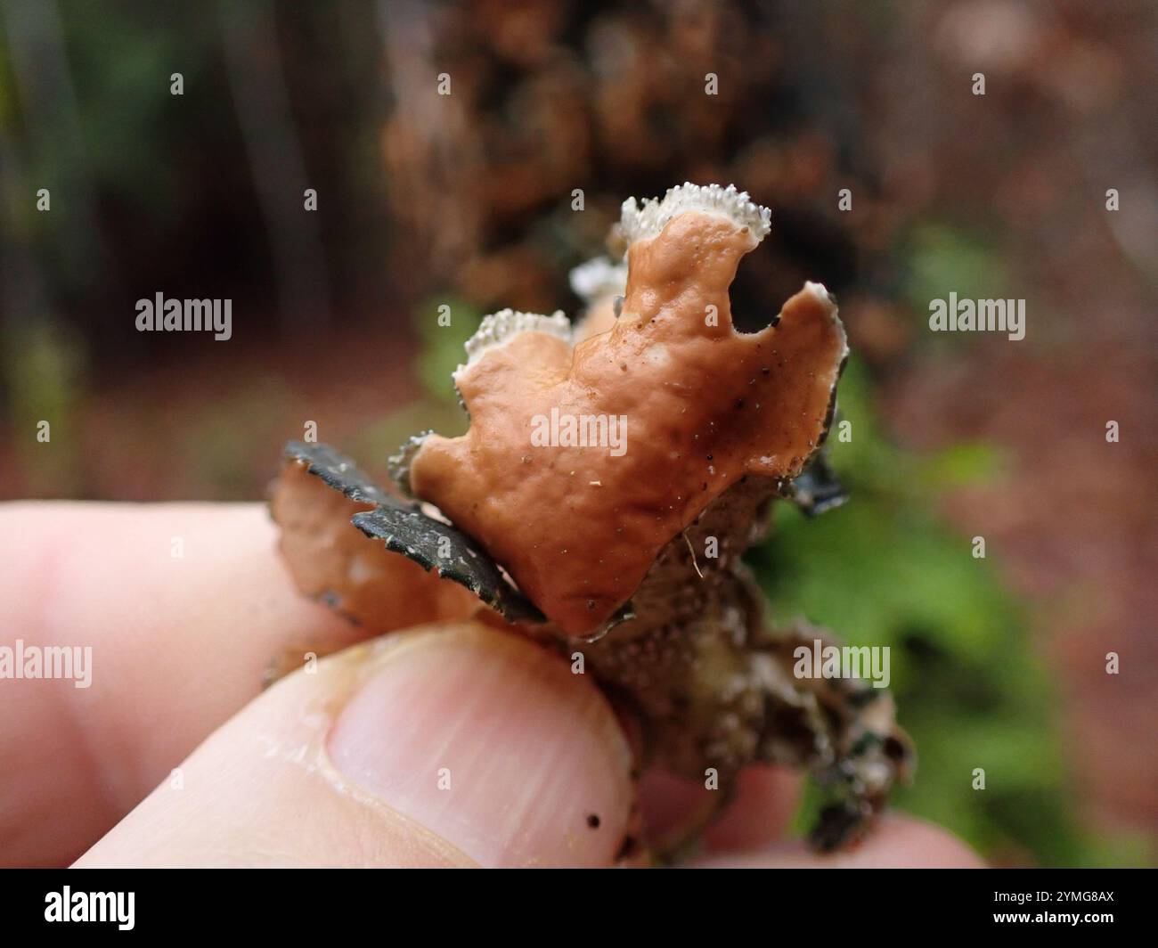 Pimpled Kidney Lichen (Nephroma resupinatum Stock Photo - Alamy