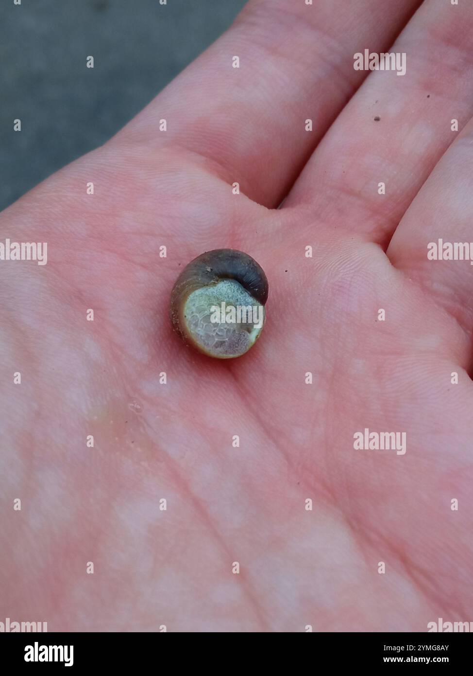 Common Land Snails and Slugs (Stylommatophora Stock Photo - Alamy