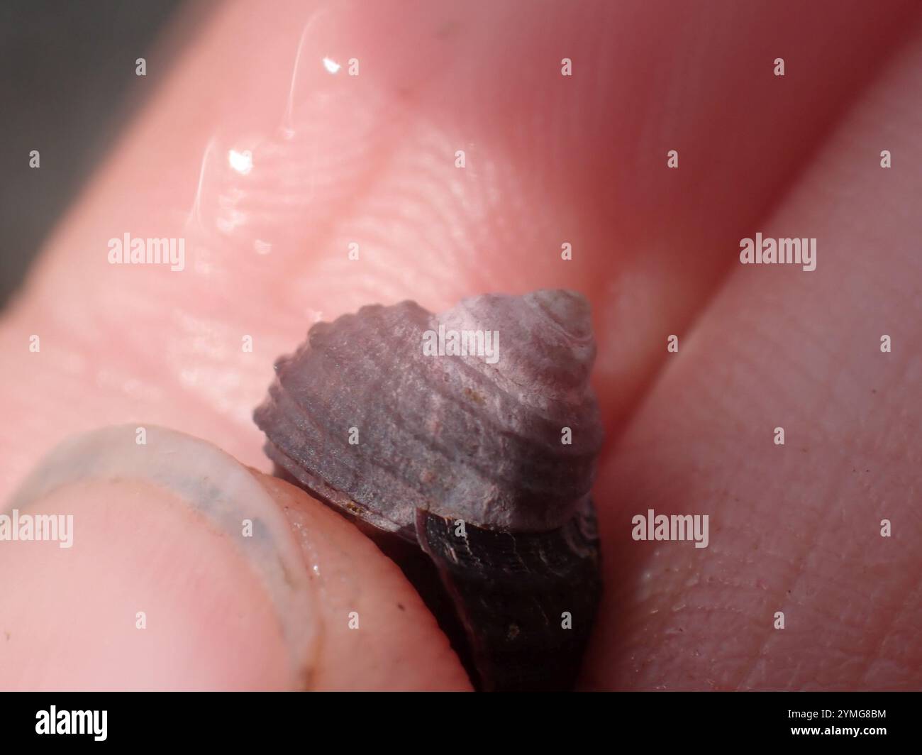 Sitka Periwinkle (Littorina sitkana Stock Photo - Alamy