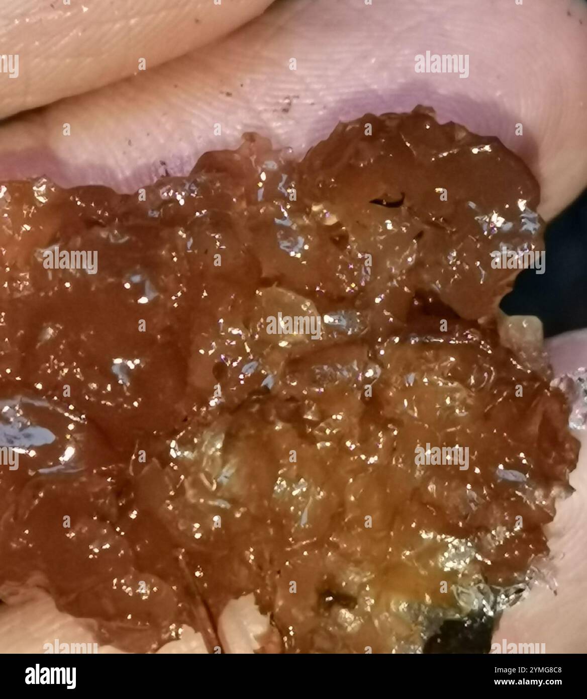 Leafy Brain (Phaeotremella foliacea Stock Photo - Alamy