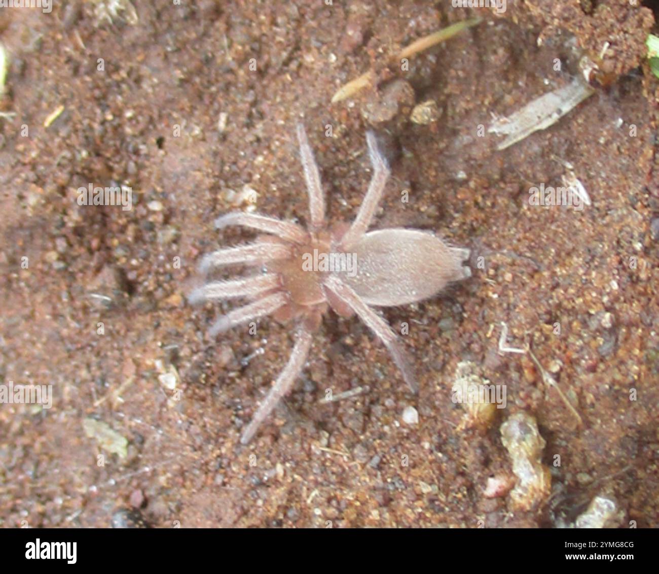Theuma hi-res stock photography and images - Alamy