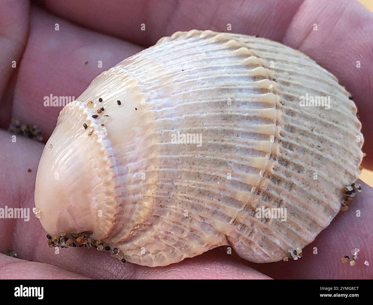 Clinocardium nuttallii hi-res stock photography and images - Alamy