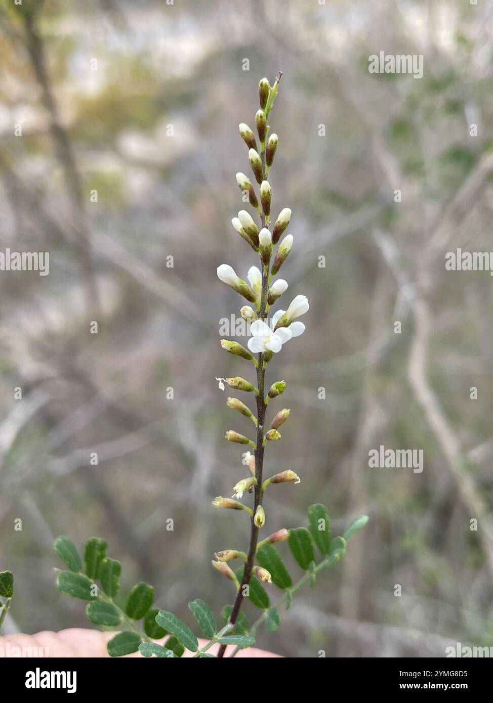 Texas Kidneywood (Eysenhardtia texana Stock Photo - Alamy