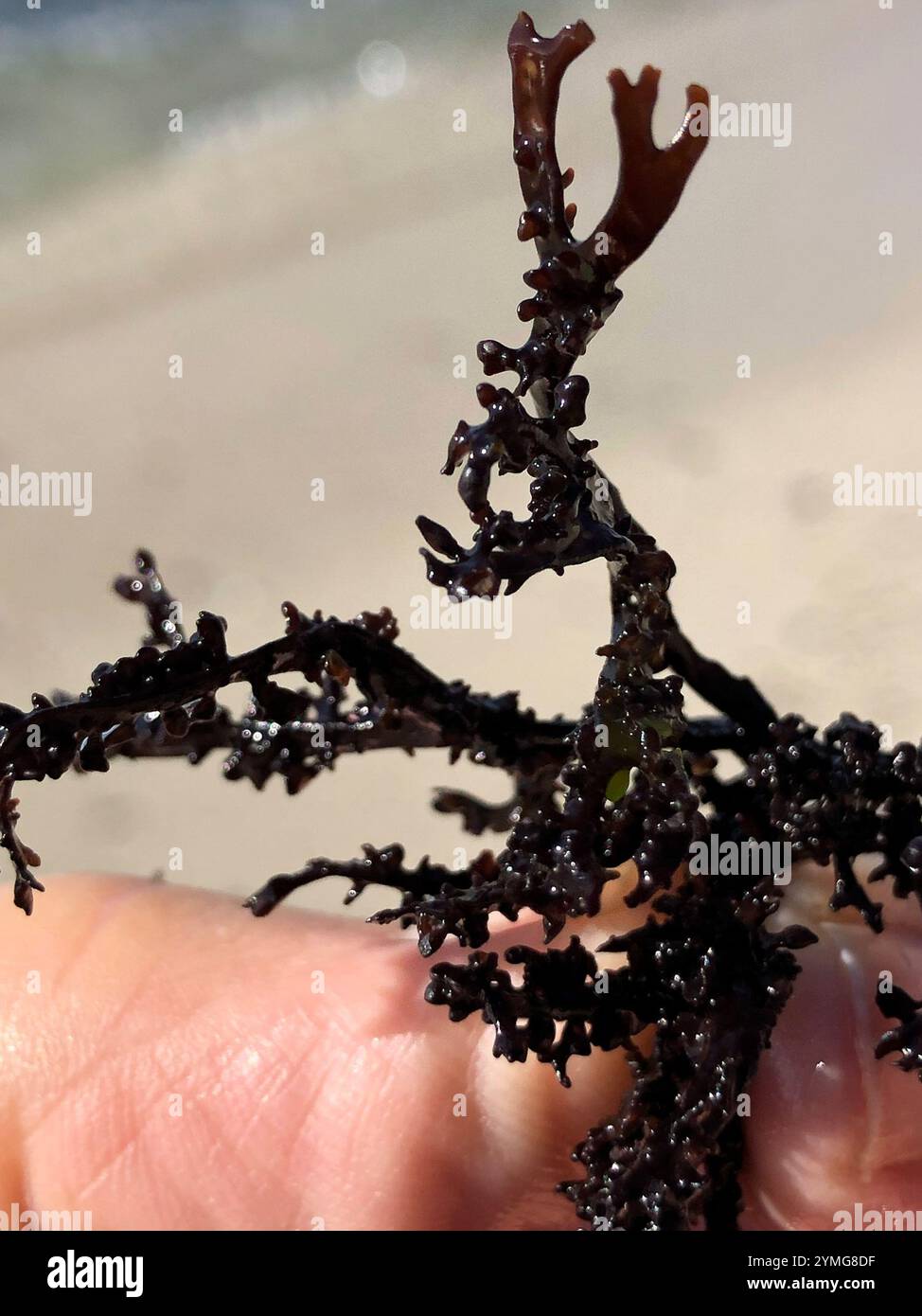 encrusting red algae (Mastocarpus Stock Photo - Alamy