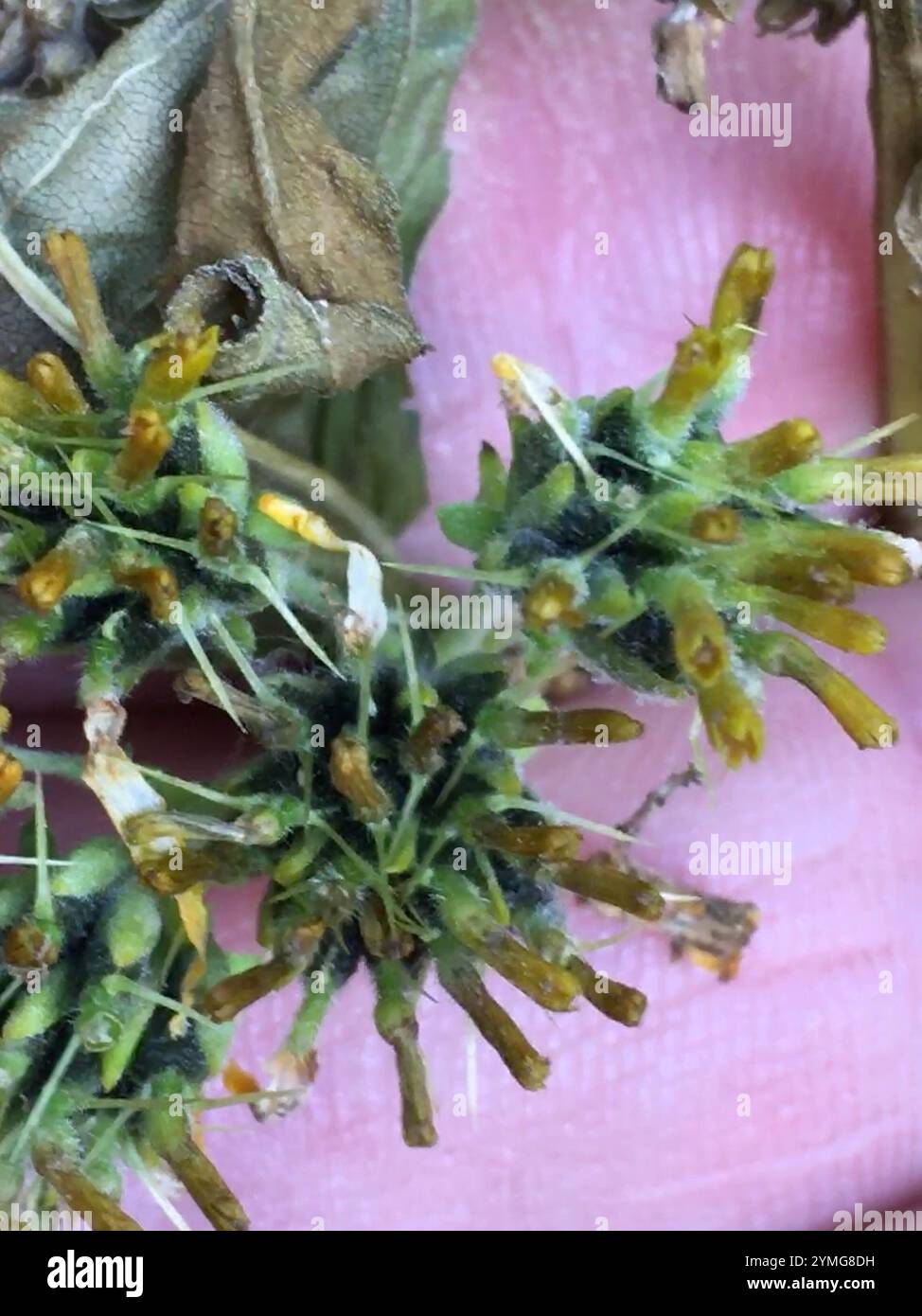 Yellow Crownbeard (Verbesina occidentalis Stock Photo - Alamy