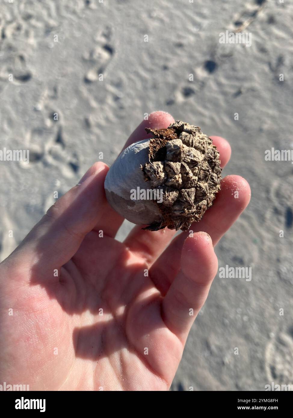 Manicaria saccifera hi-res stock photography and images - Alamy