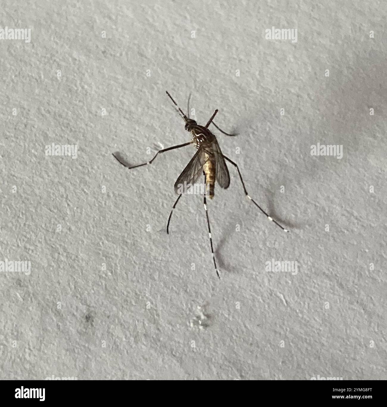 Striped Mosquito (Aedes notoscriptus Stock Photo - Alamy