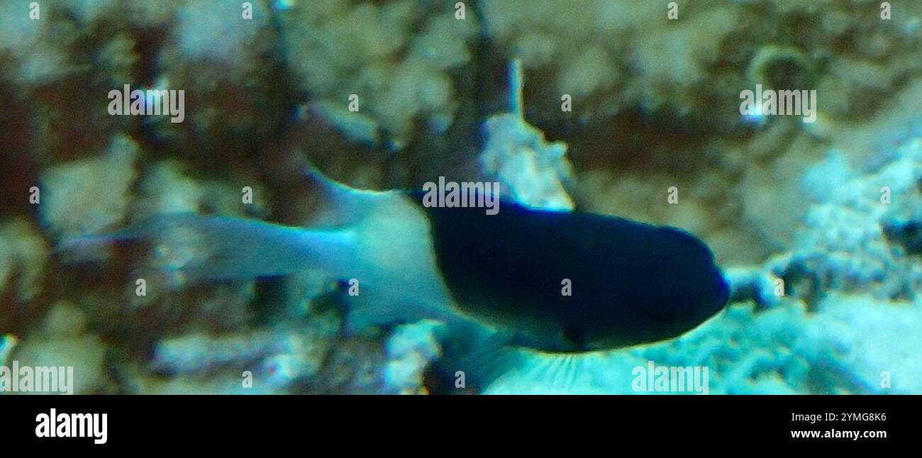 Red Sea Half-and-half Chromis (Pycnochromis dimidiatus Stock Photo - Alamy