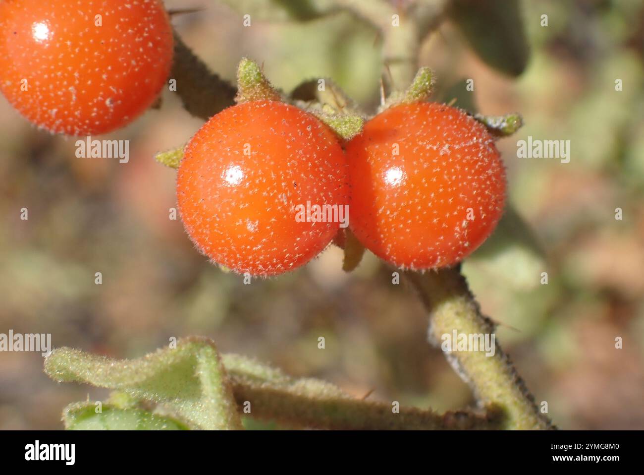 Common Snake-apple (Solanum tomentosum Stock Photo - Alamy