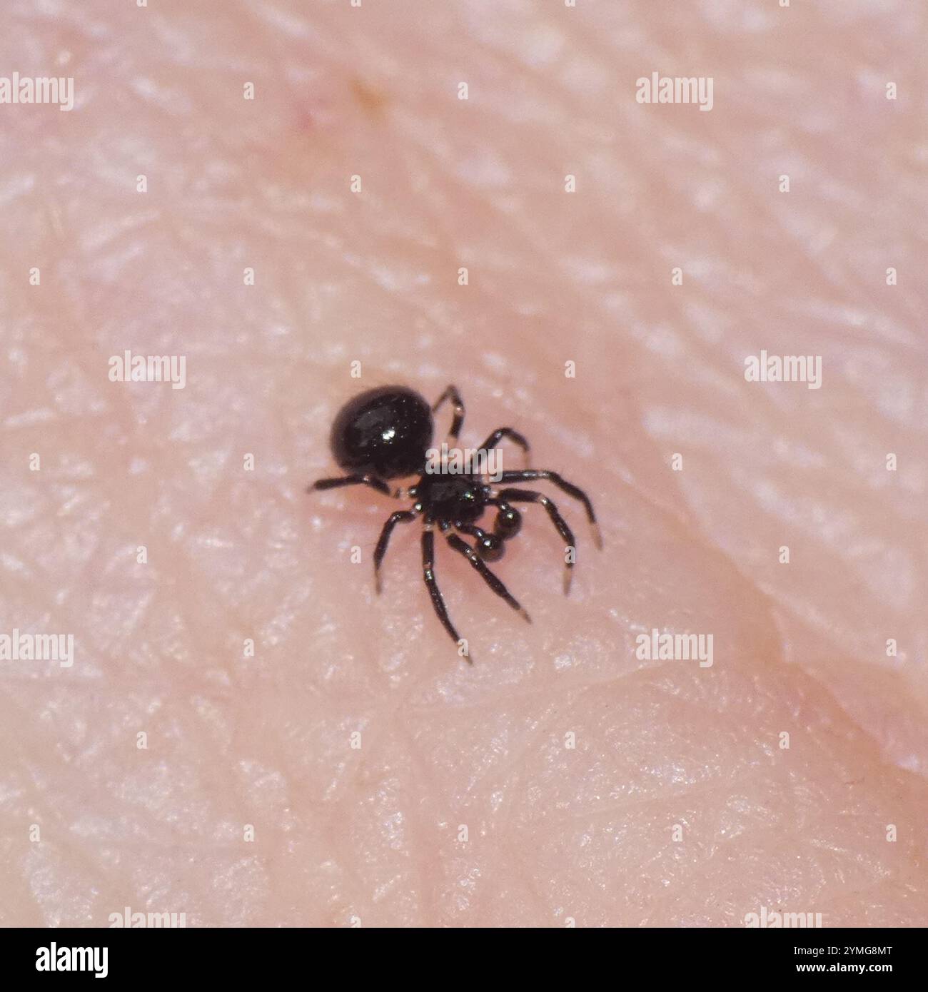 Ant-eating Spiders (Euryopis Stock Photo - Alamy
