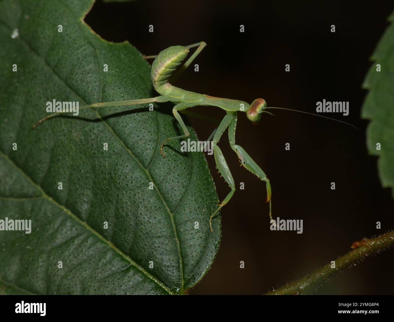 Large Green Praying Mantises (Sphodromantis Stock Photo - Alamy