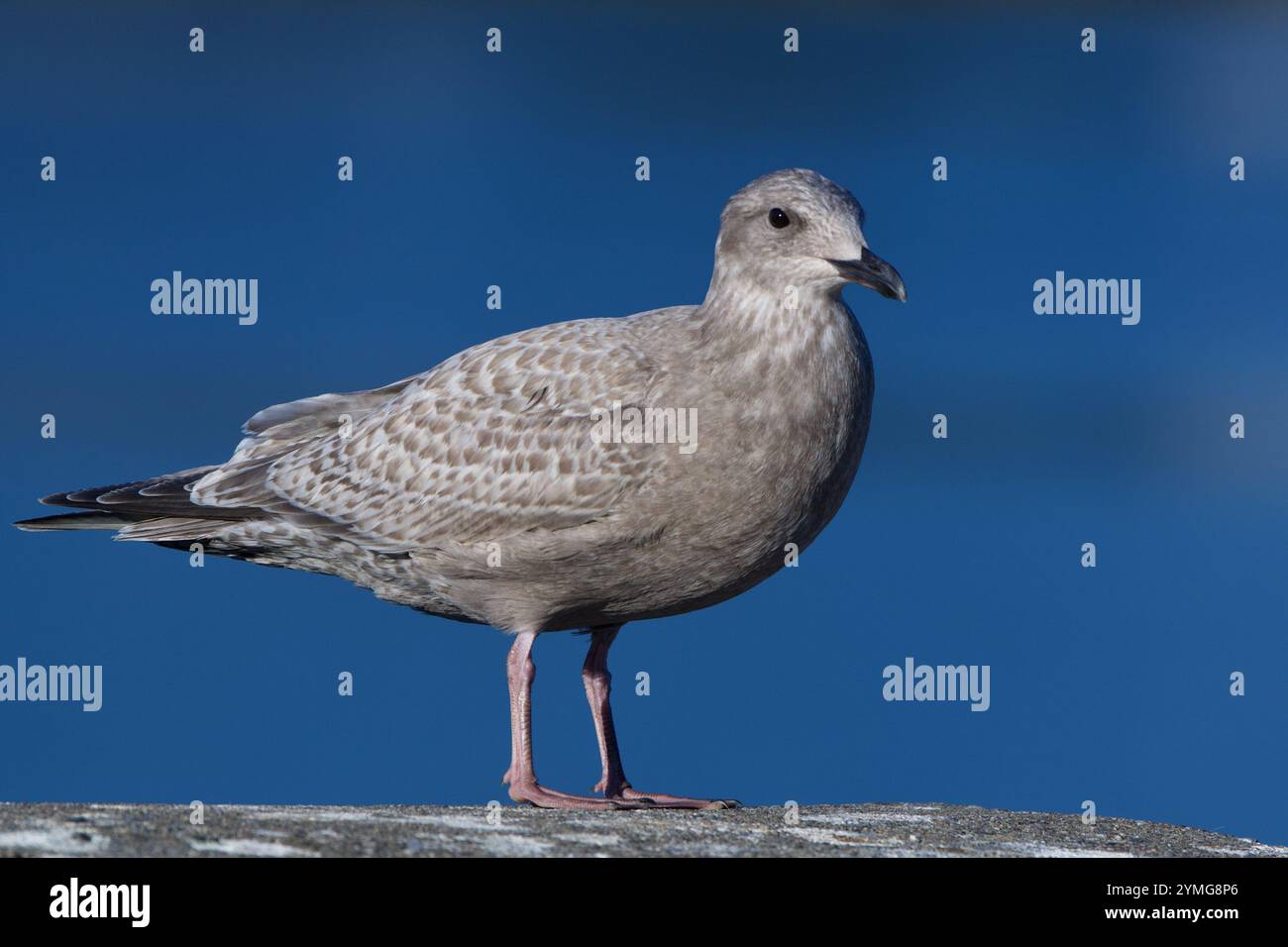 Larus glaucoides thayeri hi-res stock photography and images - Alamy