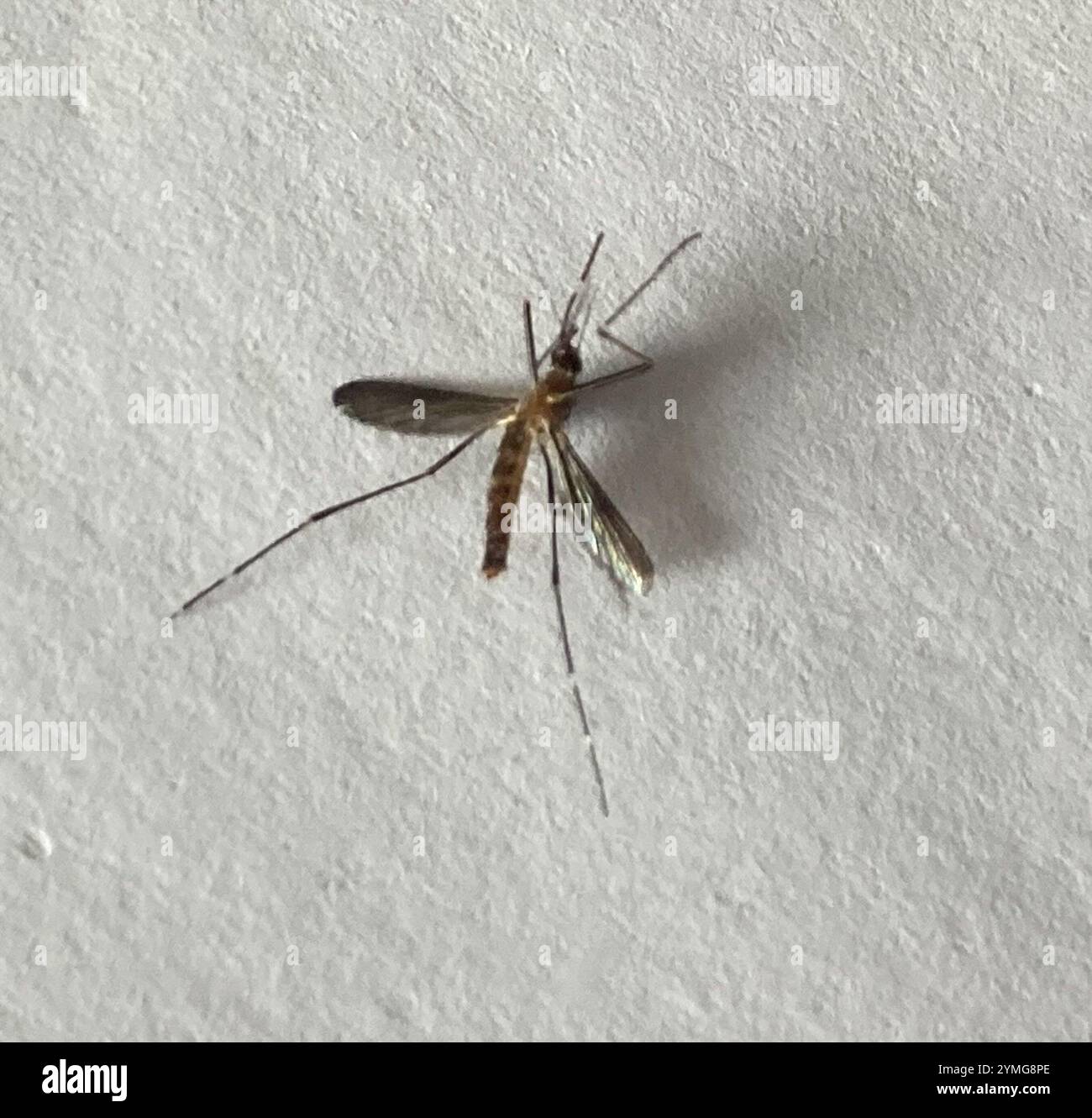 Striped Mosquito (Aedes notoscriptus Stock Photo - Alamy
