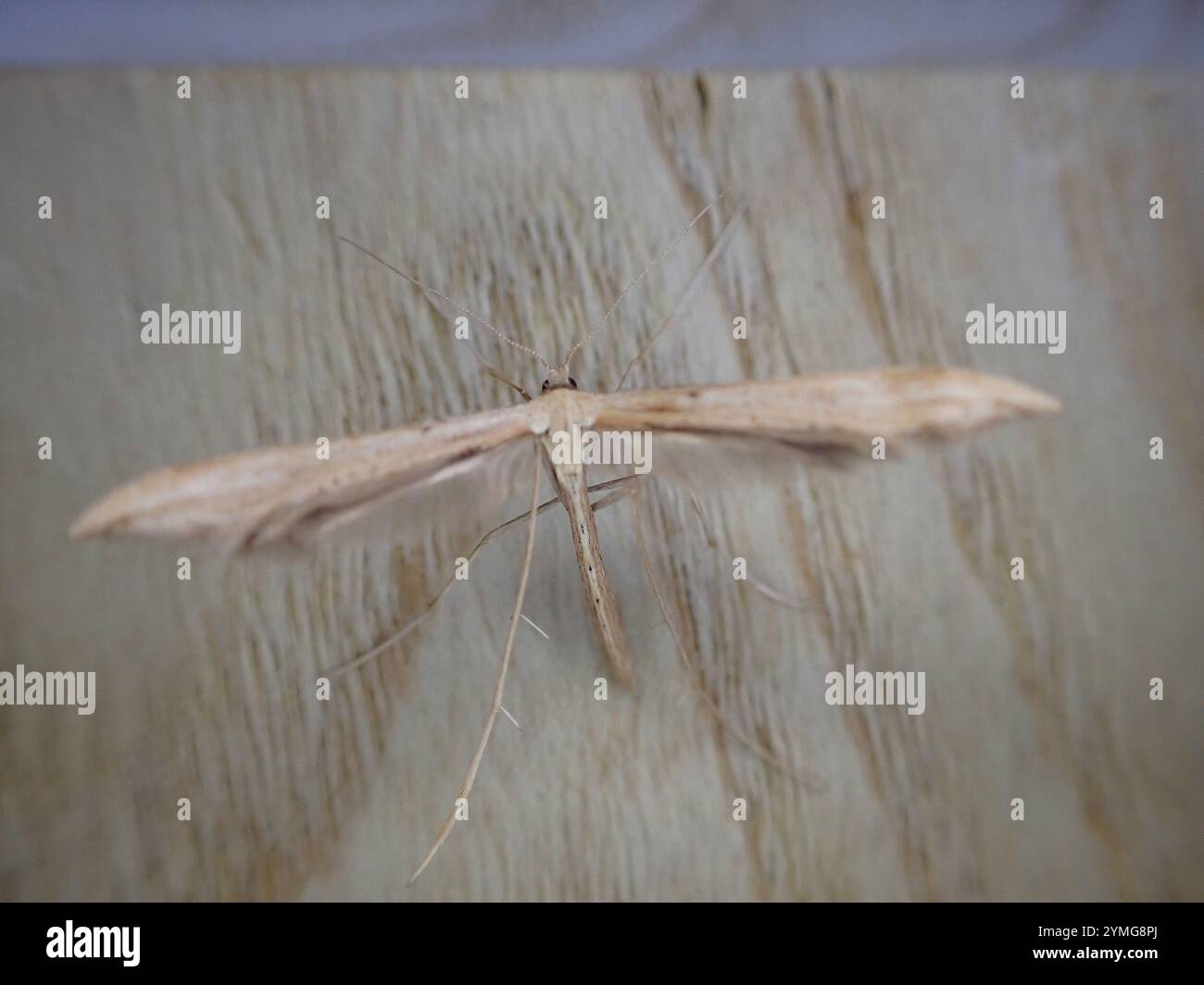Morning-glory Plume Moth (Emmelina monodactyla Stock Photo - Alamy