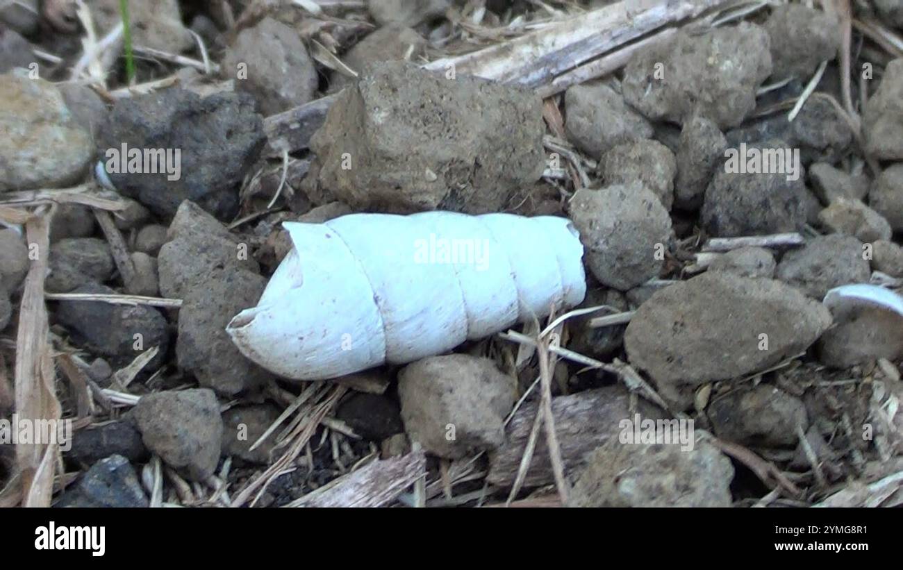 Decollate Snail (Rumina decollata Stock Photo - Alamy