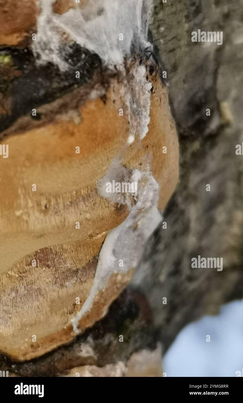 Lundellii hi-res stock photography and images - Alamy