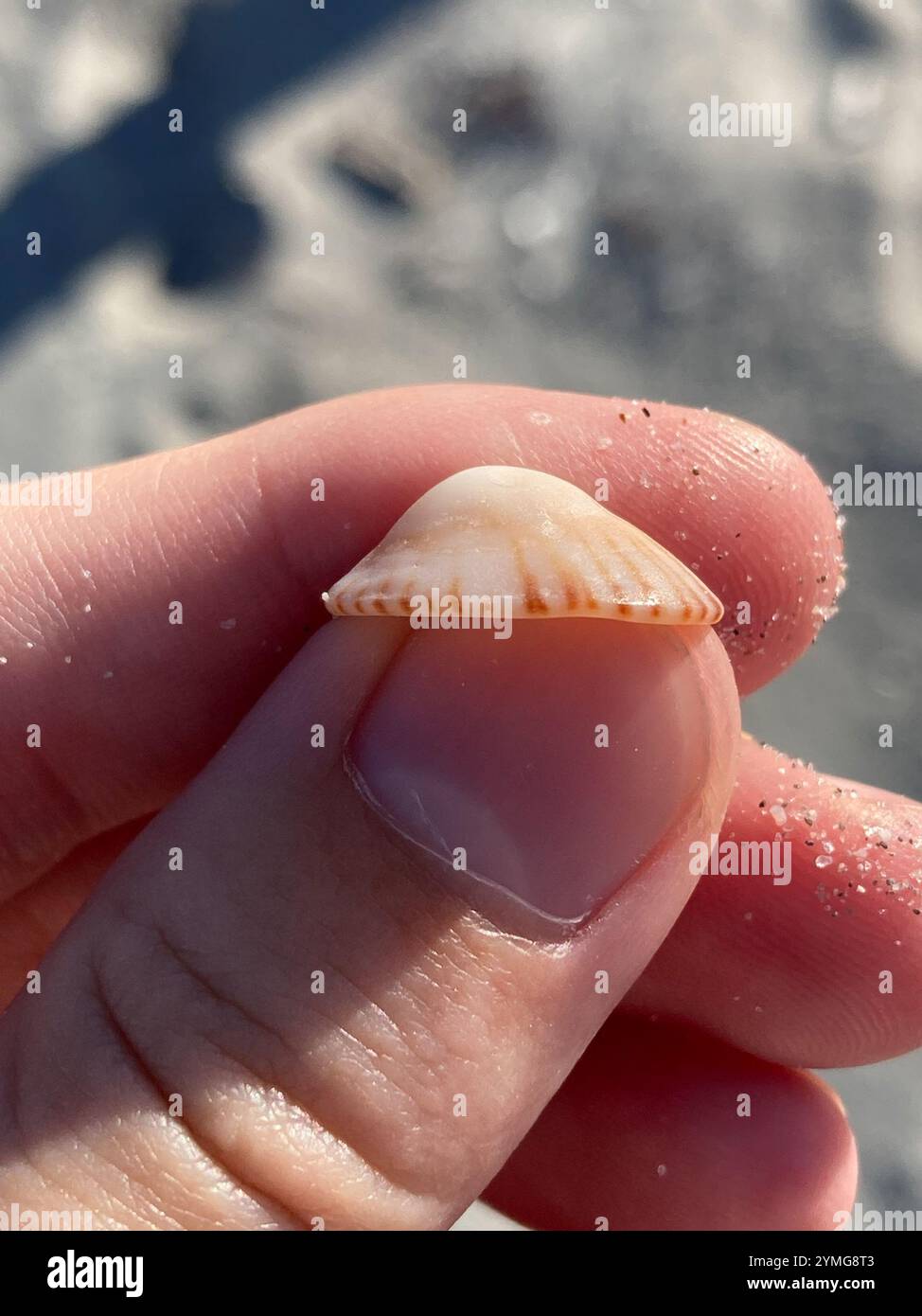 False limpet hi-res stock photography and images - Alamy