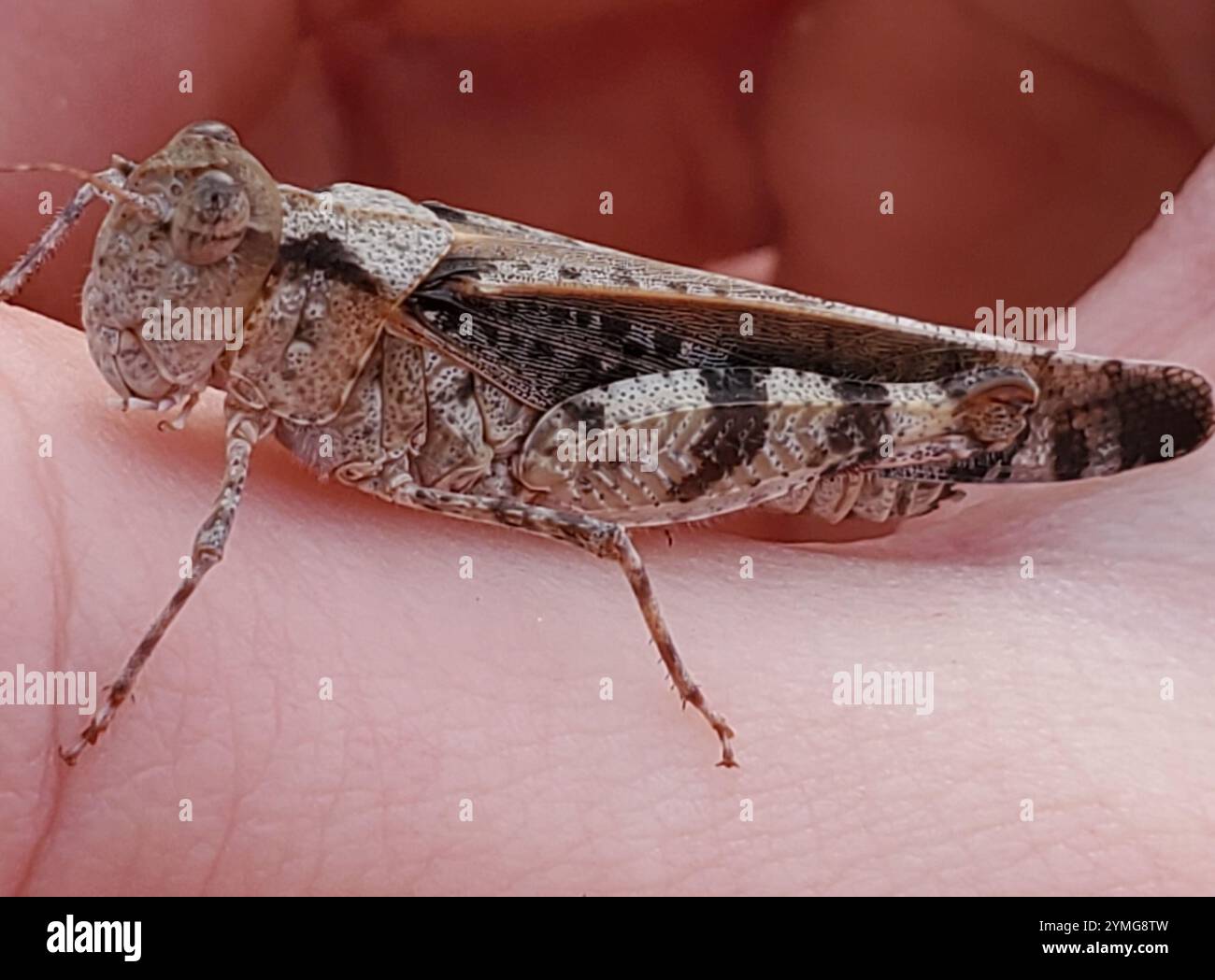 Southern Marbled Grasshopper (Spharagemon marmoratum pictum Stock Photo ...