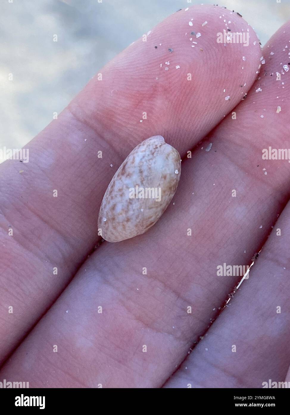 Common West Indian Bubble (Bulla occidentalis Stock Photo - Alamy