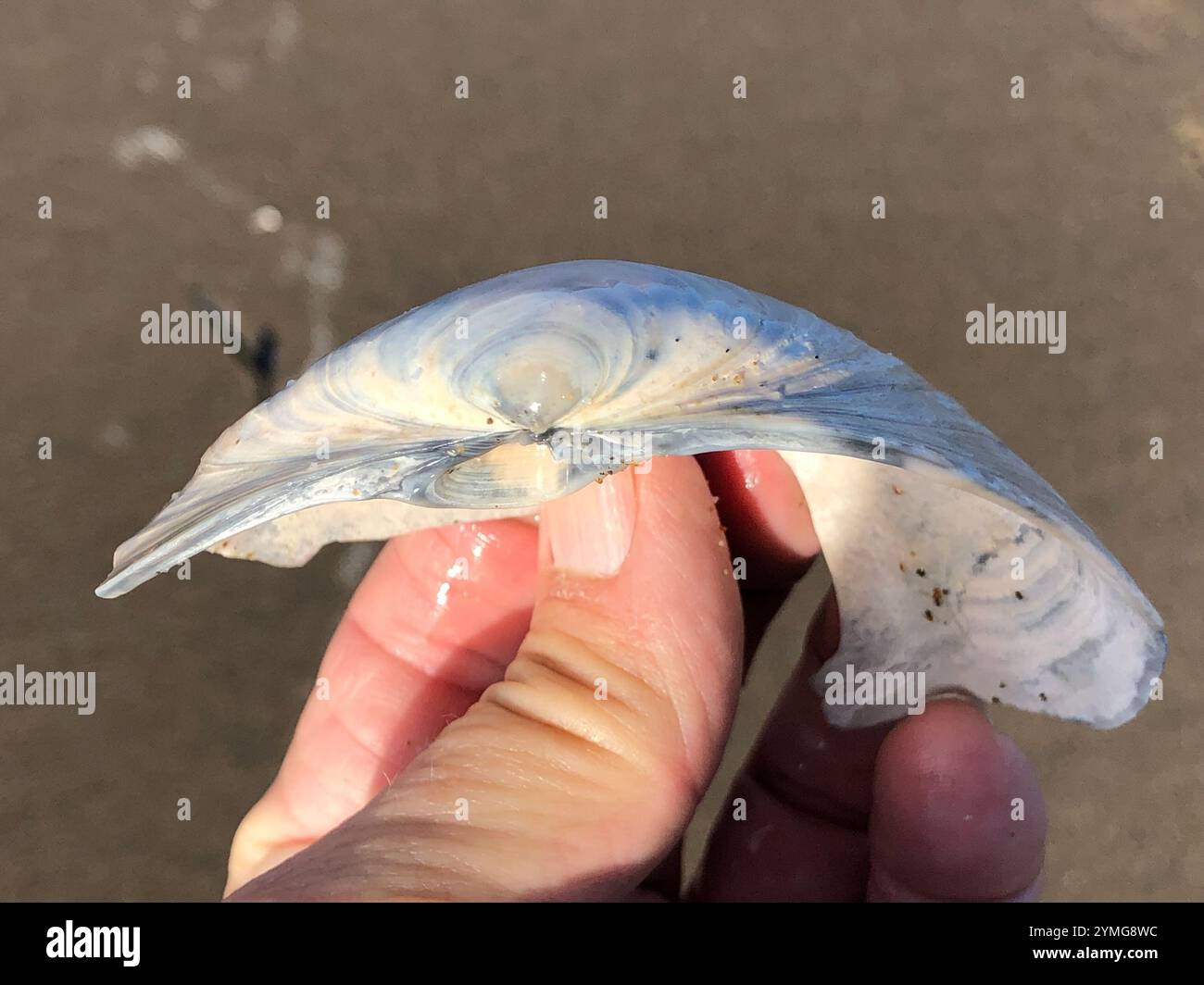 Pacific Gaper (Tresus nuttallii Stock Photo - Alamy