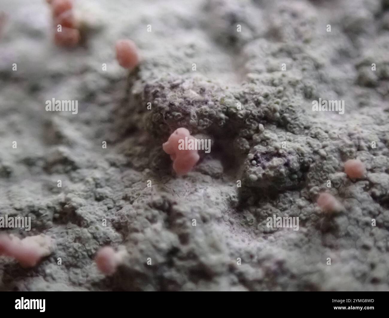 Brown Beret Lichen (Baeomyces rufus Stock Photo - Alamy