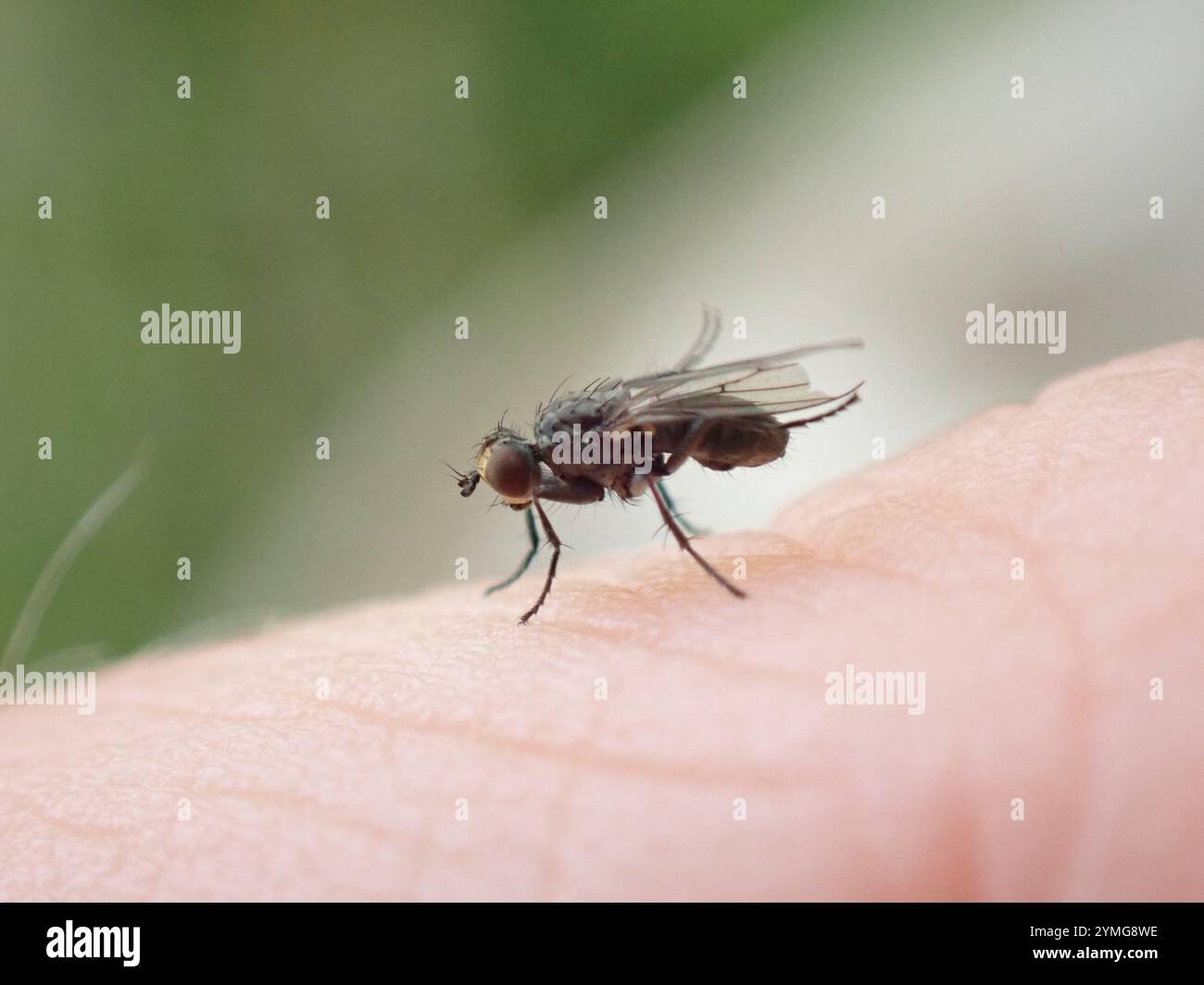 Muscoid flies hi-res stock photography and images - Alamy
