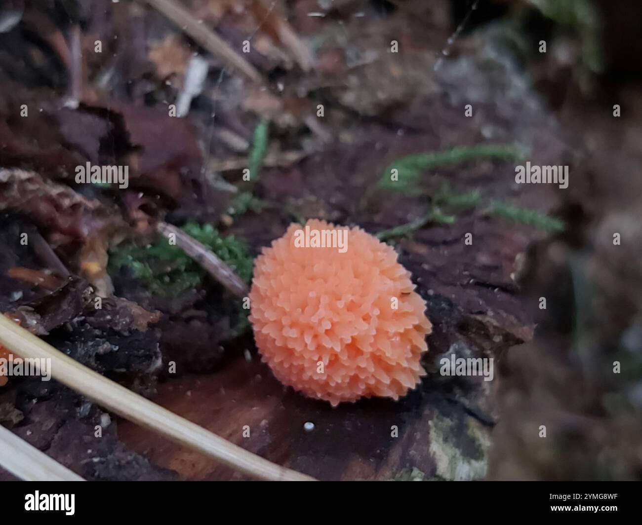 Red Raspberry Slime Mold (Tubifera ferruginosa Stock Photo - Alamy