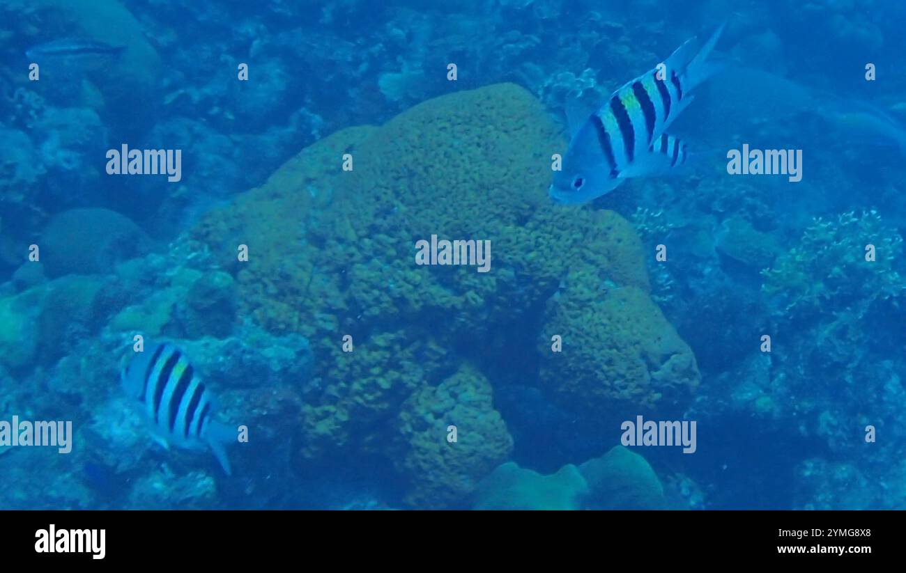 Atlantic Sergeant Major (Abudefduf saxatilis Stock Photo - Alamy
