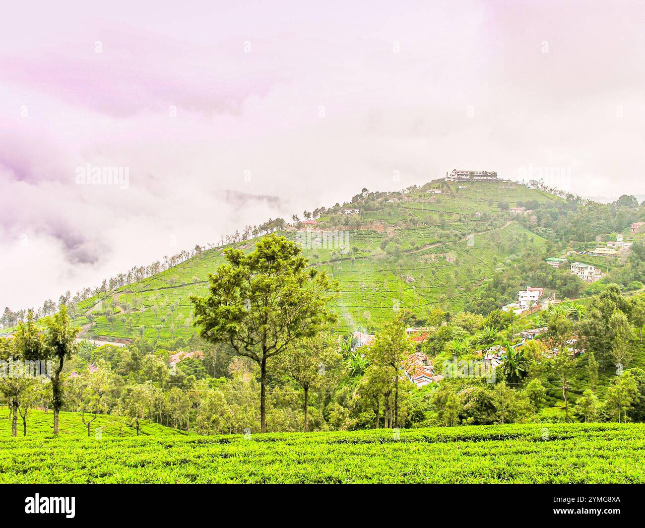 Tea gardens on the misty mountains of Ooty in India Stock Photo - Alamy