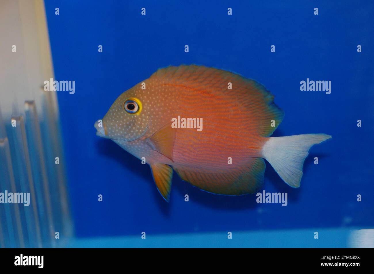 White Tail Bristletooth Tang (Ctenochaetus flavicauda Stock Photo - Alamy