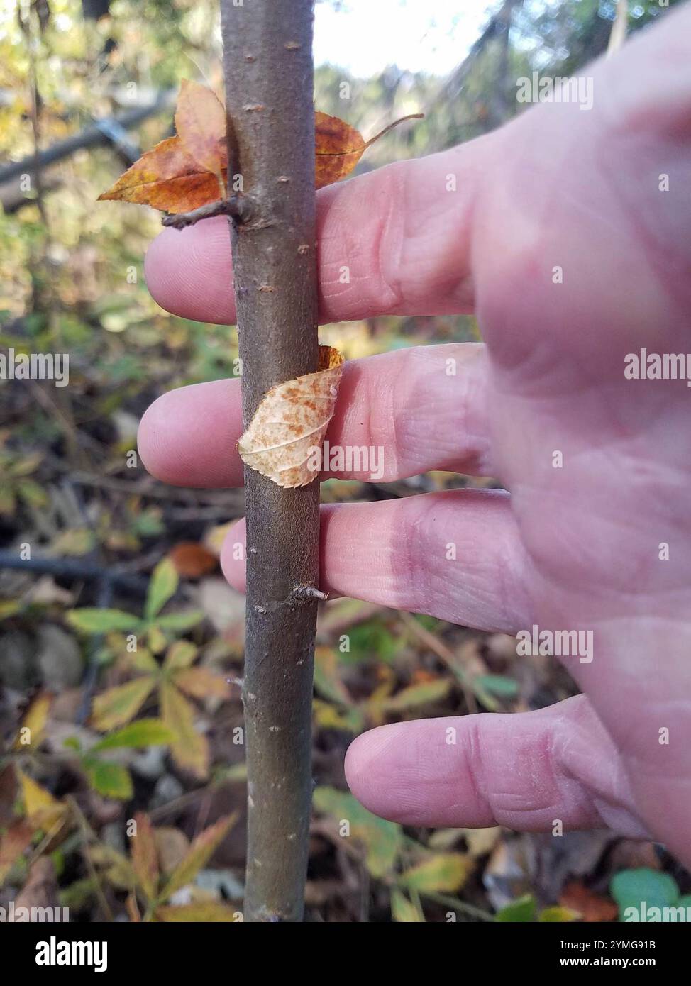 sweet crabapple (Malus coronaria Stock Photo - Alamy