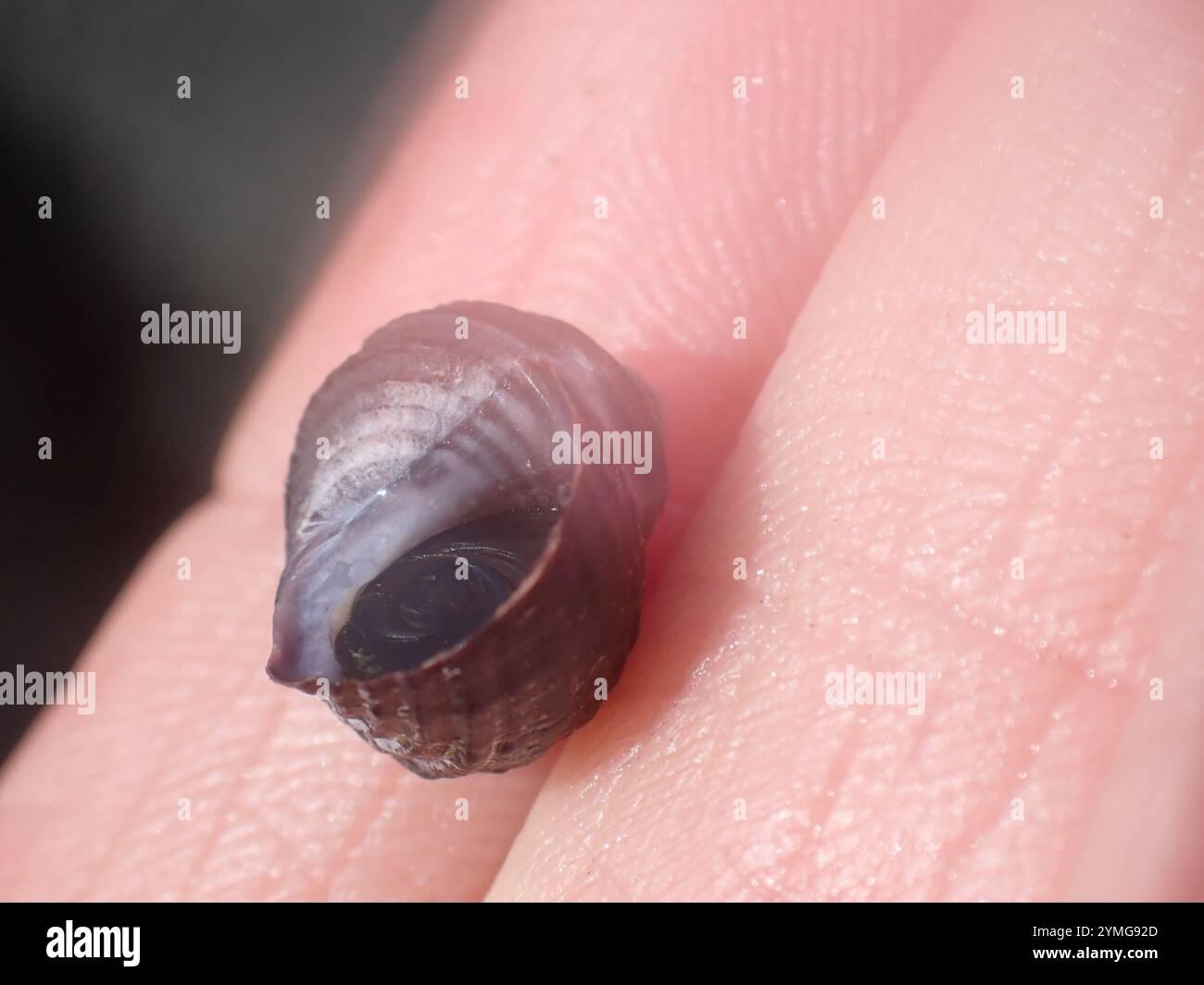 Sitka Periwinkle (Littorina sitkana Stock Photo - Alamy