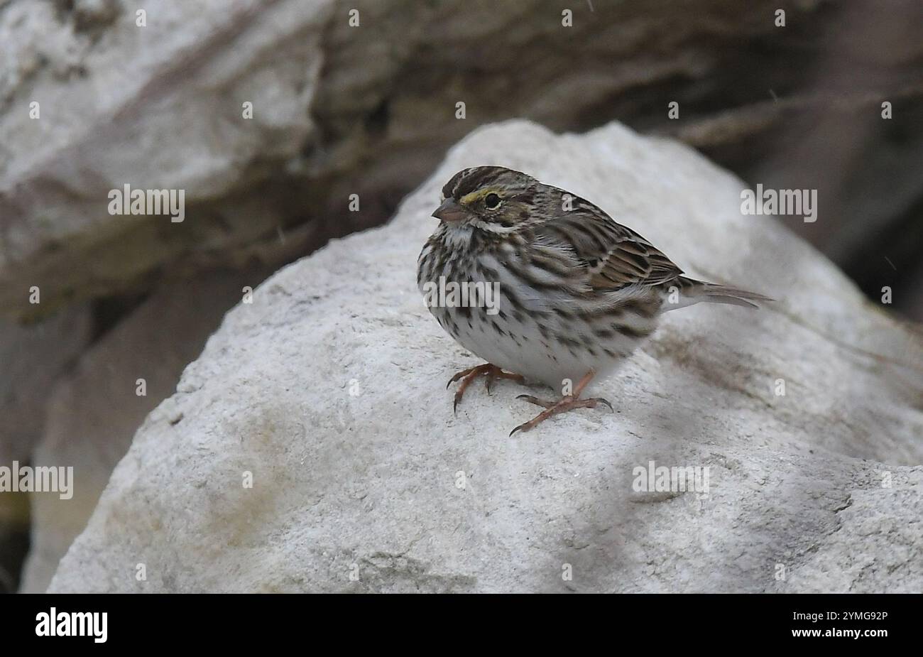 Savannah Sparrow (Passerculus sandwichensis Stock Photo - Alamy