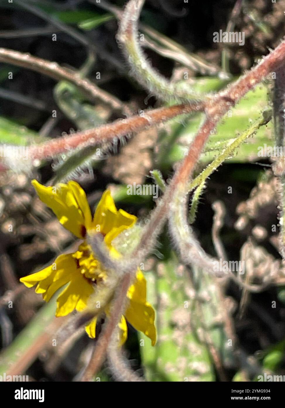 Common Madia (Madia elegans Stock Photo - Alamy