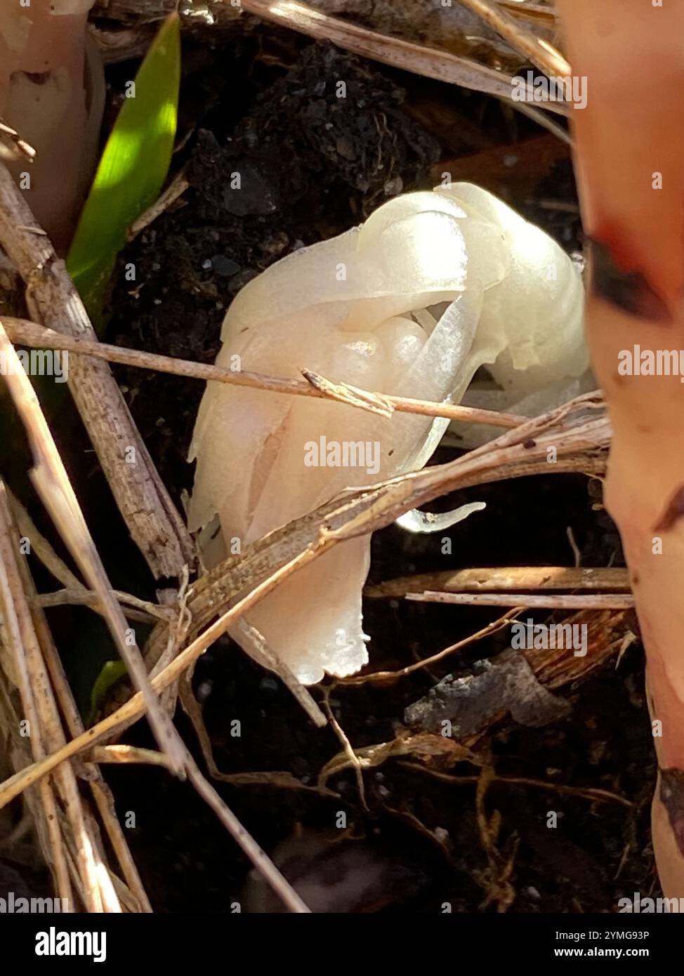 Ghost Pipe (Monotropa uniflora Stock Photo - Alamy