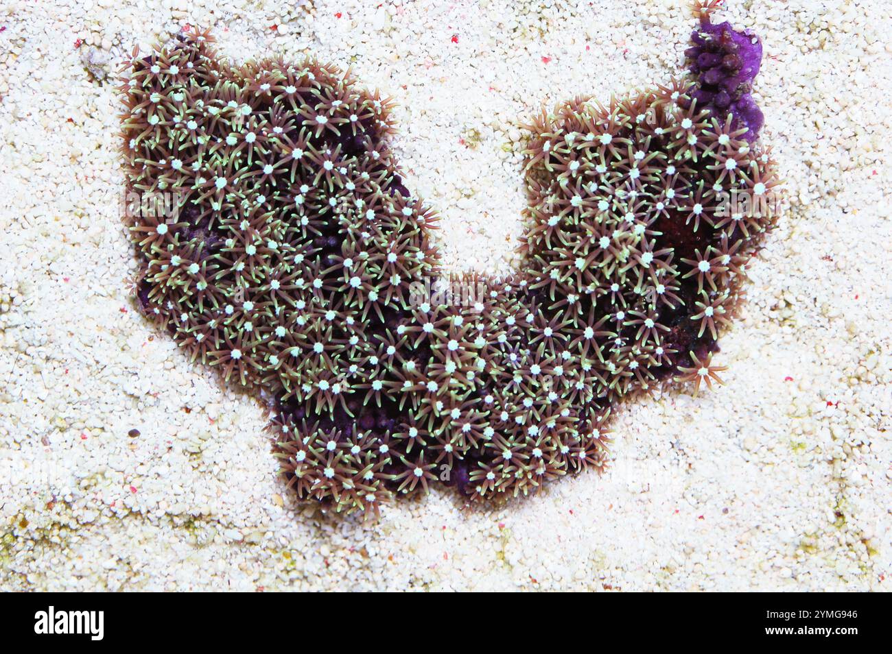 Star polyp hi-res stock photography and images - Alamy