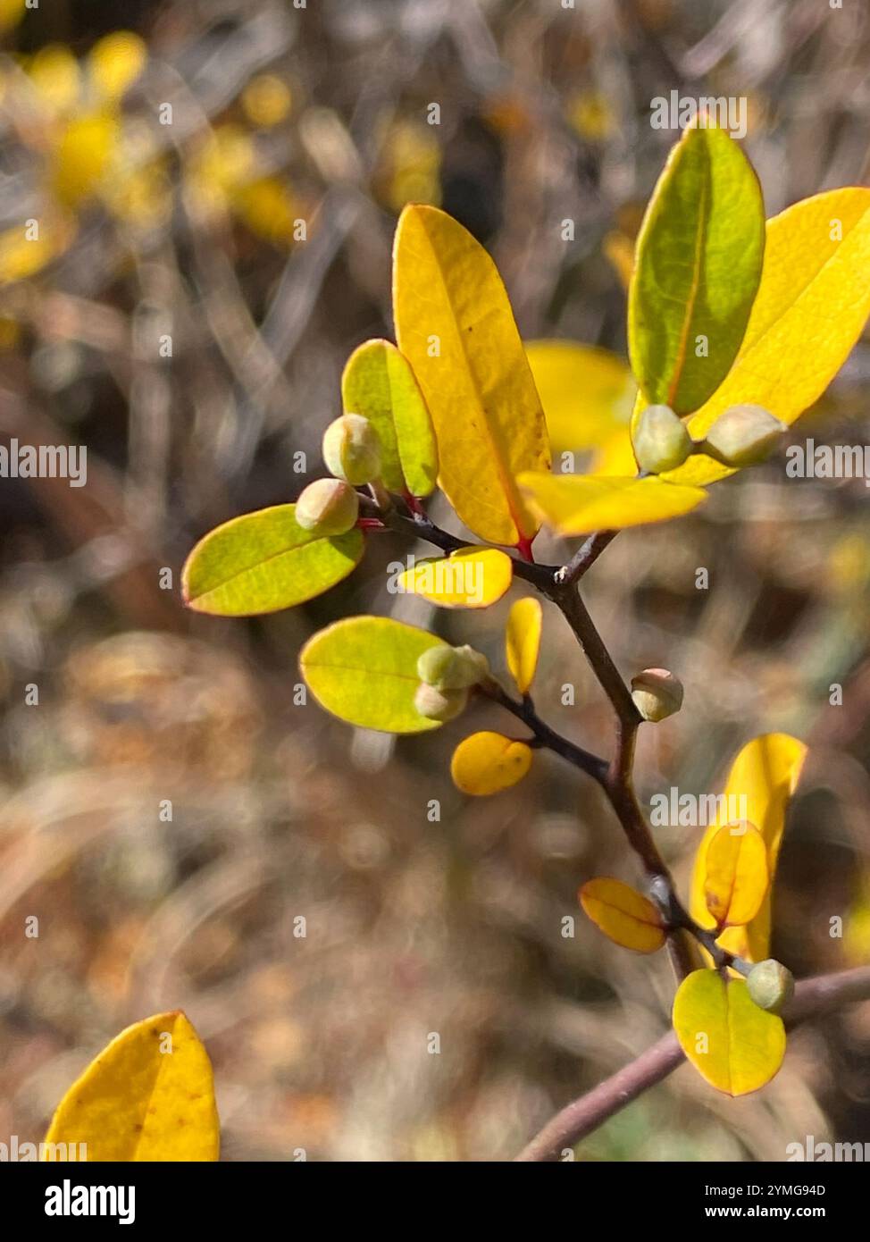 Pondspice (Litsea aestivalis Stock Photo - Alamy