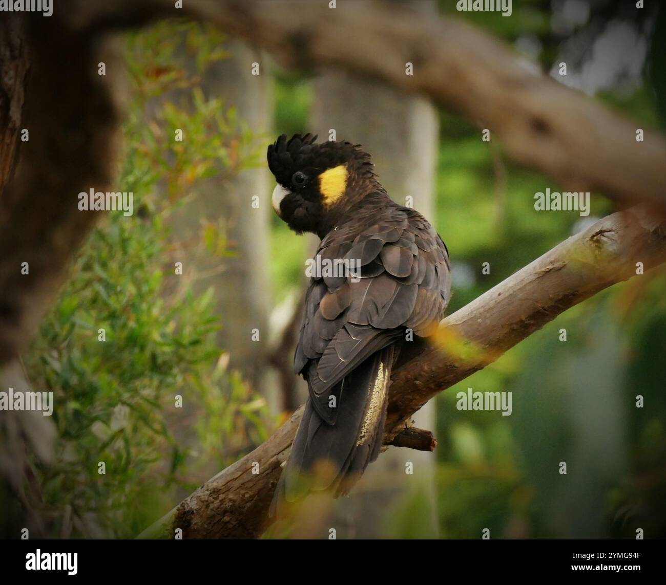 Yellow-tailed Black Cockatoo (Zanda funerea Stock Photo - Alamy