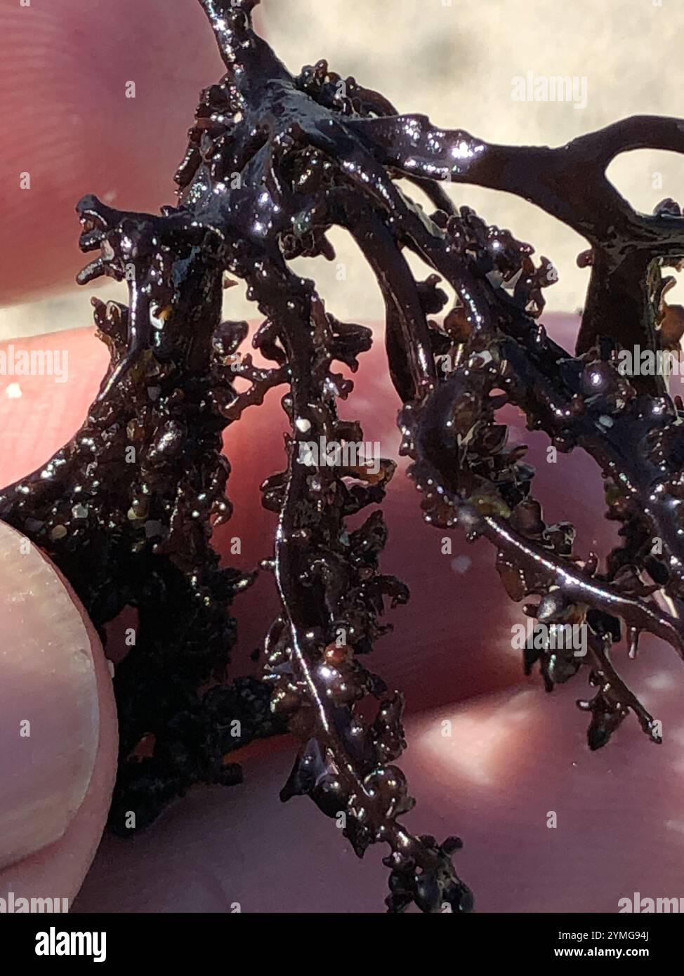 encrusting red algae (Mastocarpus Stock Photo - Alamy