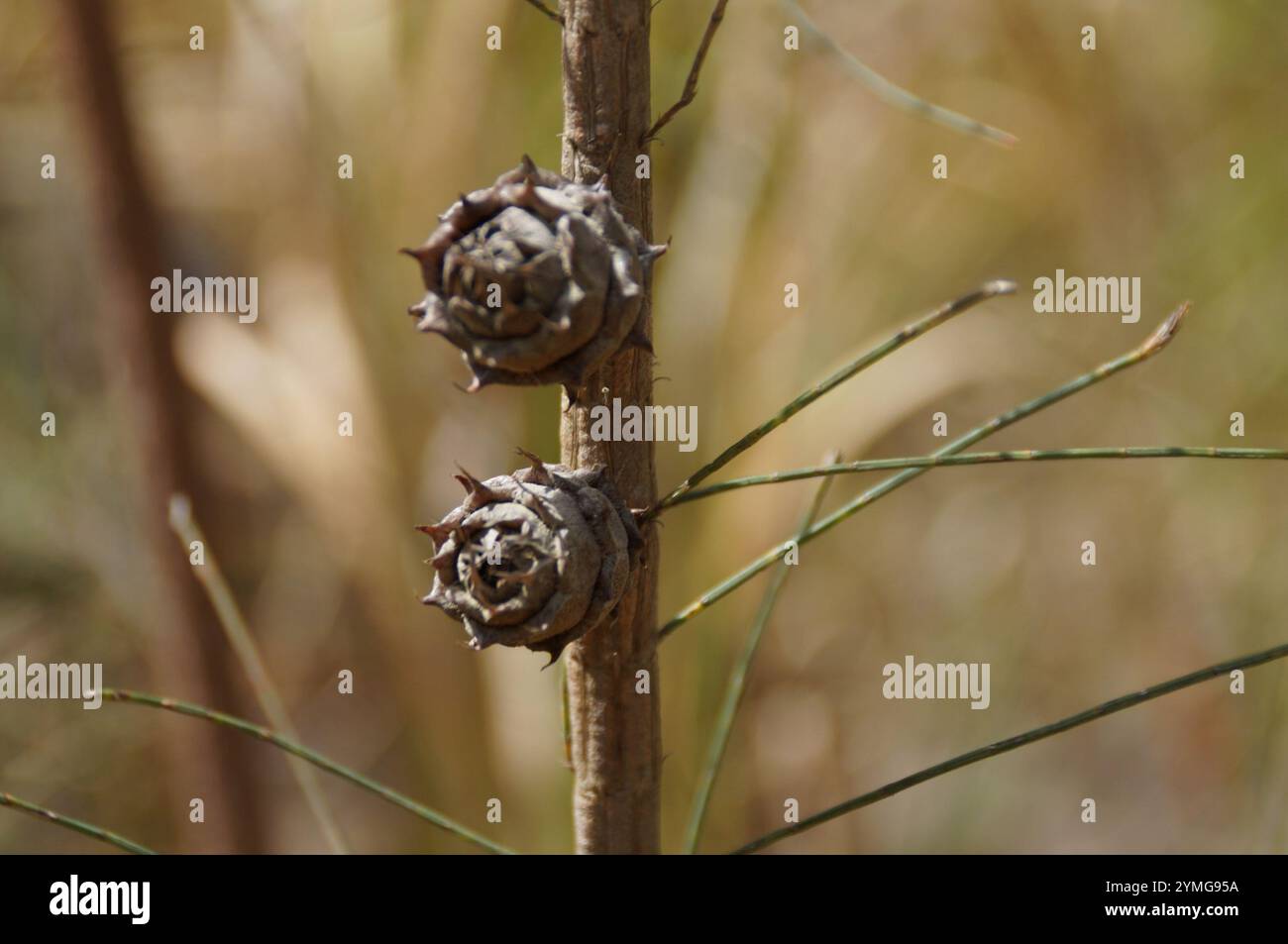 Sheoaks hi-res stock photography and images - Alamy