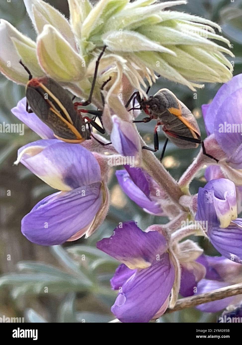 California Bordered Plant Bug (Largus californicus Stock Photo - Alamy