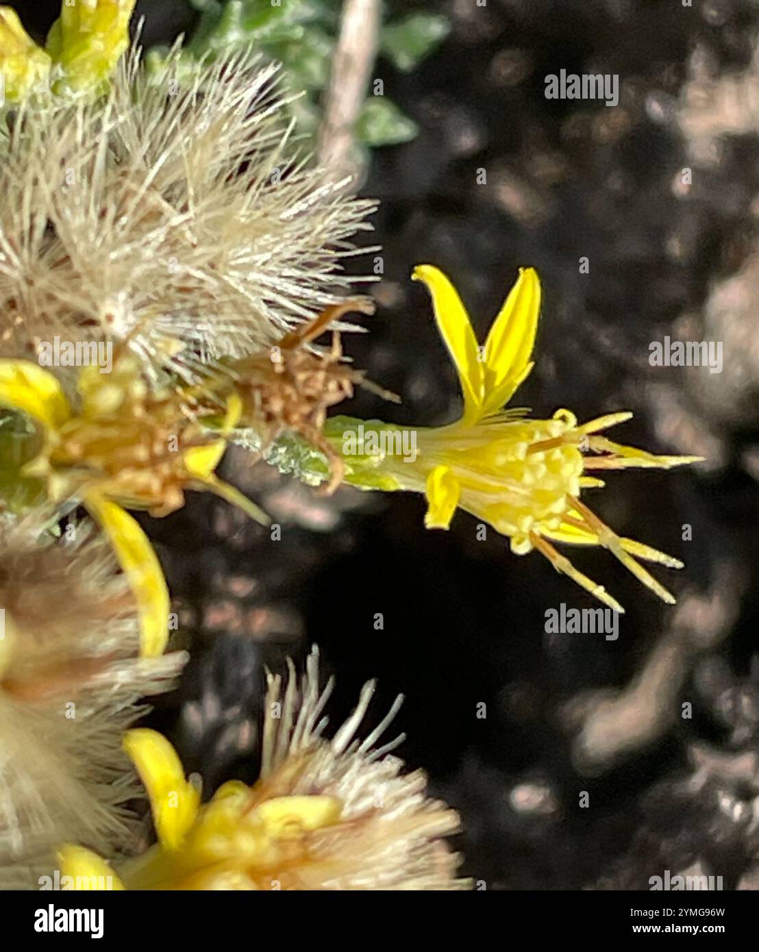 Ericameria ericoides hi-res stock photography and images - Alamy
