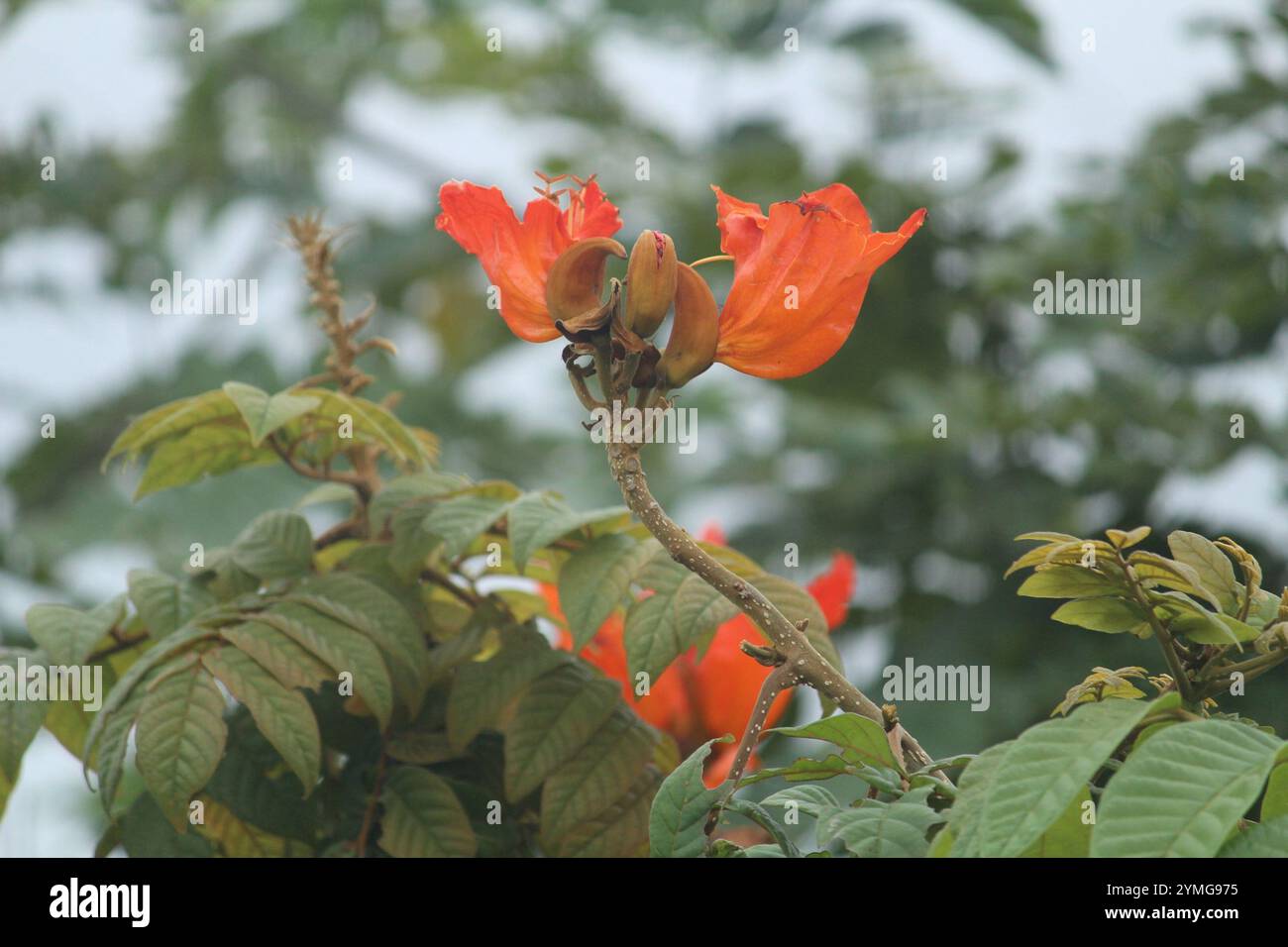 African tulip tree (Spathodea campanulata Stock Photo - Alamy
