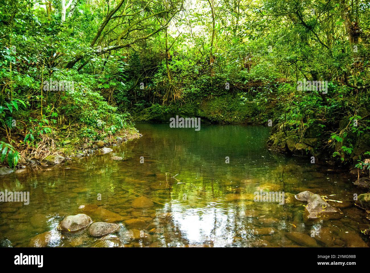 Relaxing Smooth Stream Rolling Through Rainforest on Maui, Hawaii Stock ...