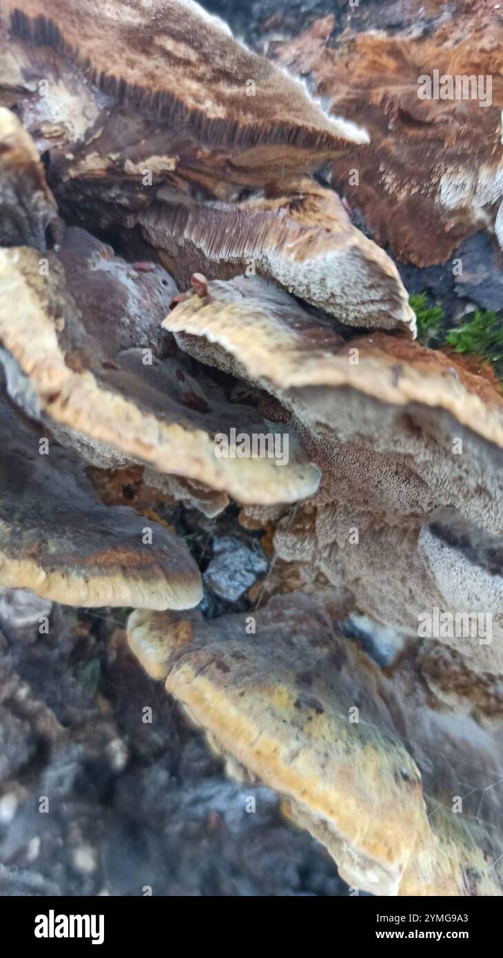 Alder Bracket (Mensularia radiata Stock Photo - Alamy