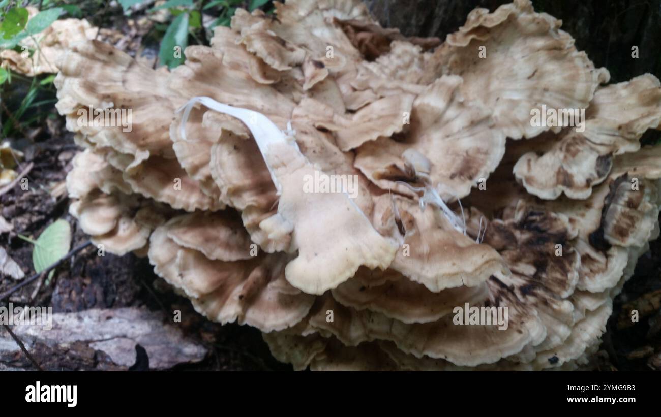 Black-staining Polypore (Meripilus sumstinei Stock Photo - Alamy