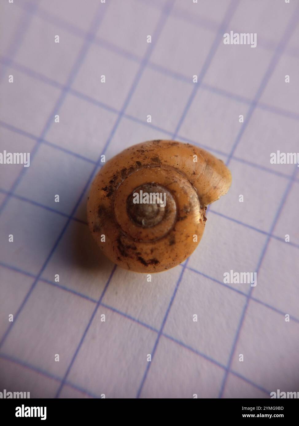 Oxychilus draparnaudi hi-res stock photography and images - Alamy