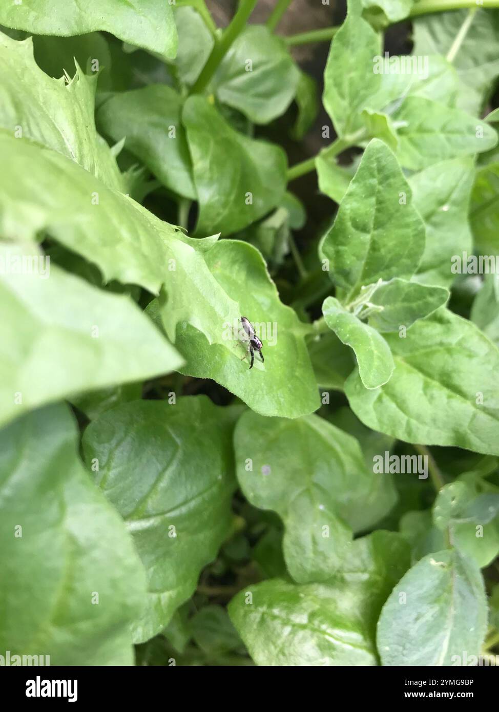 Black-headed Jumping Spider (Trite planiceps Stock Photo - Alamy